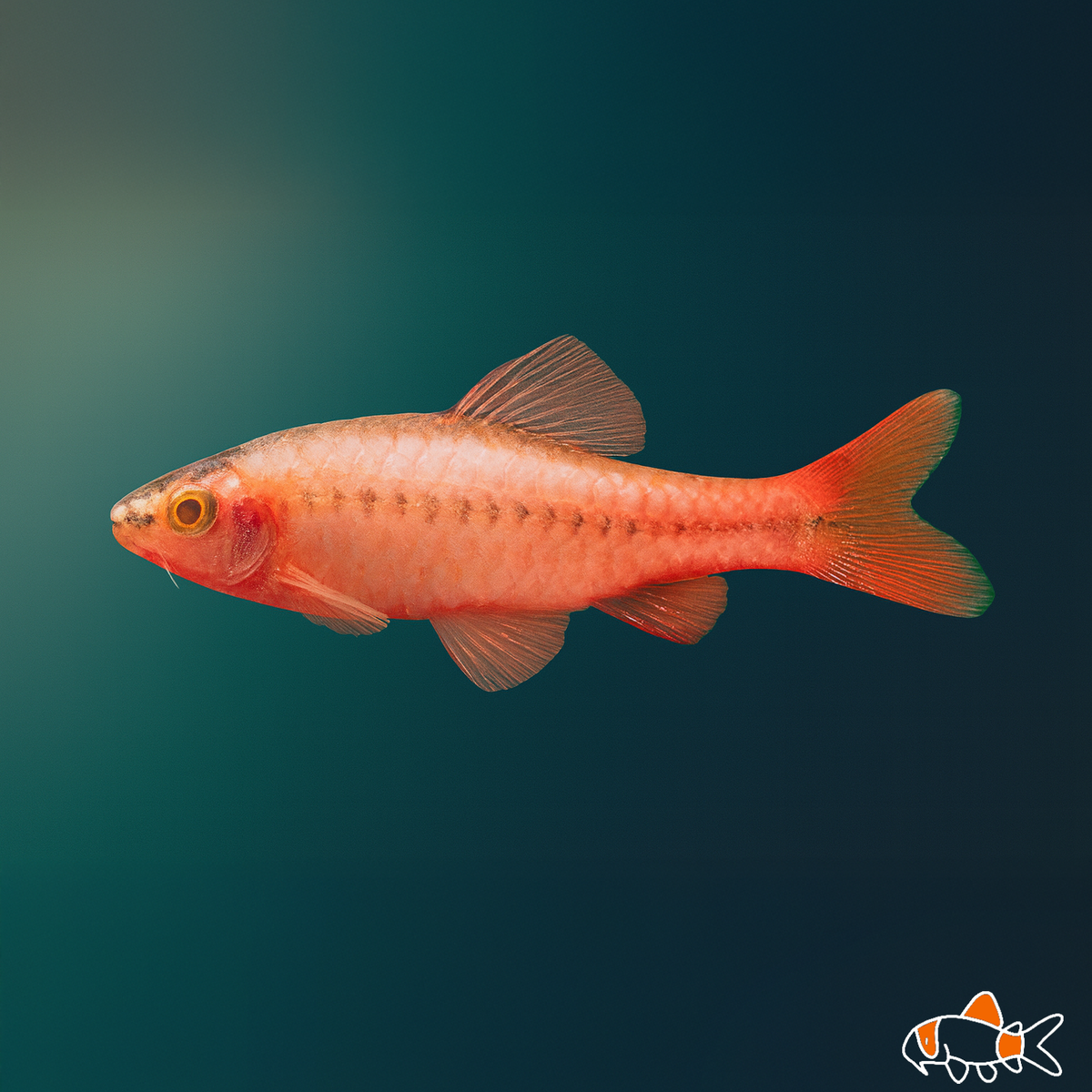 cherry barb temperature range