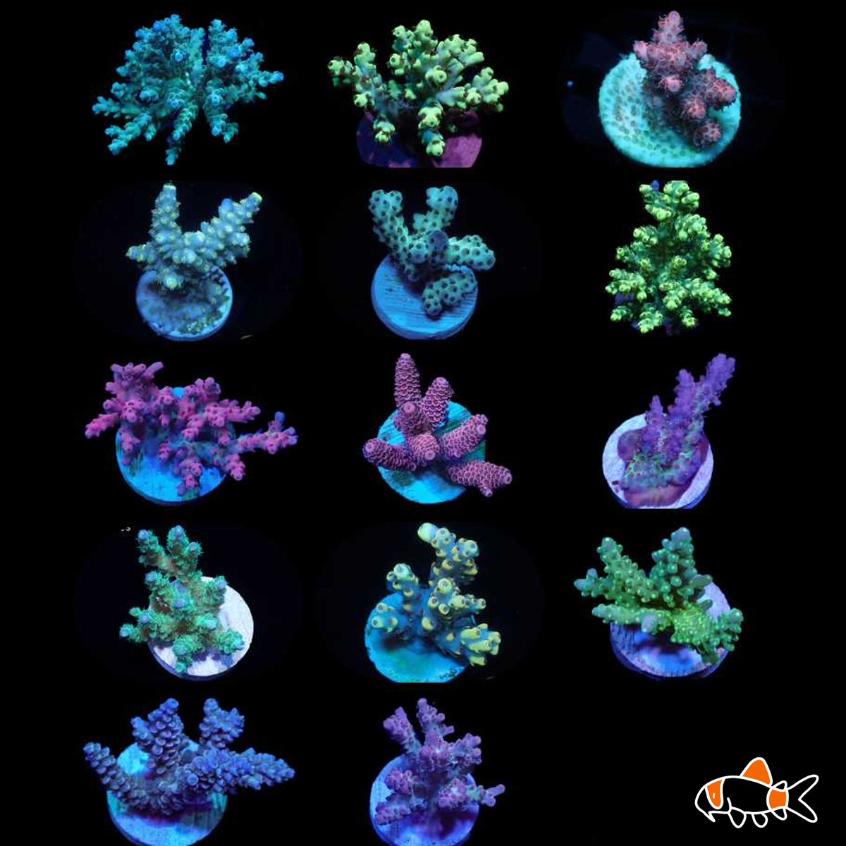 Mixed Acropora Frag Coral | Bay Aquatics | Tauranga | New Zealand