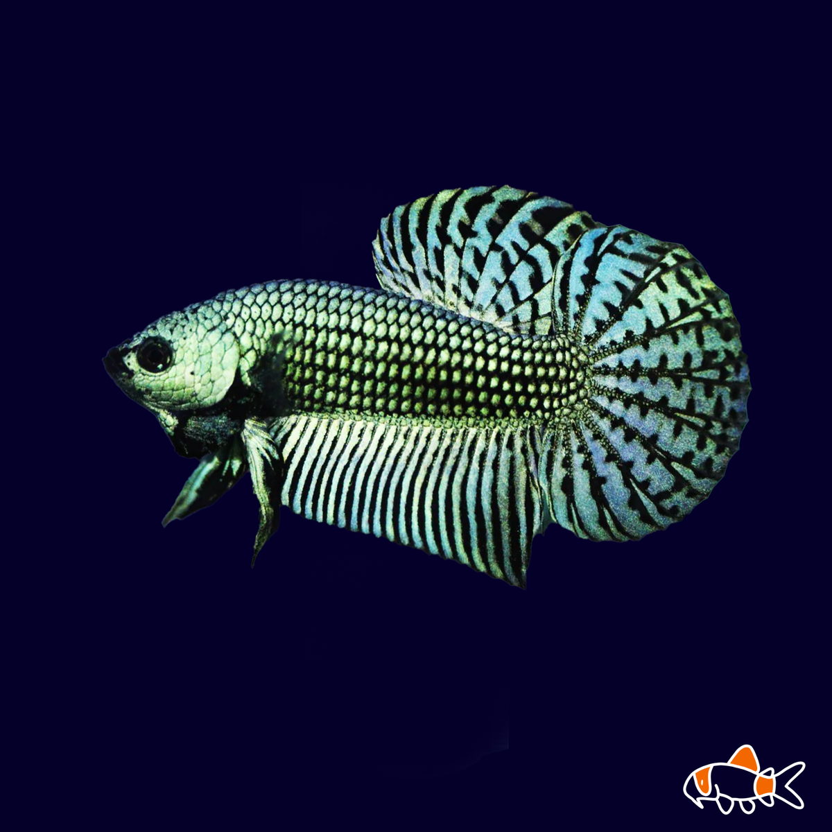 Alien Betta - Assorted | Bay Aquatics | Tauranga | New Zealand