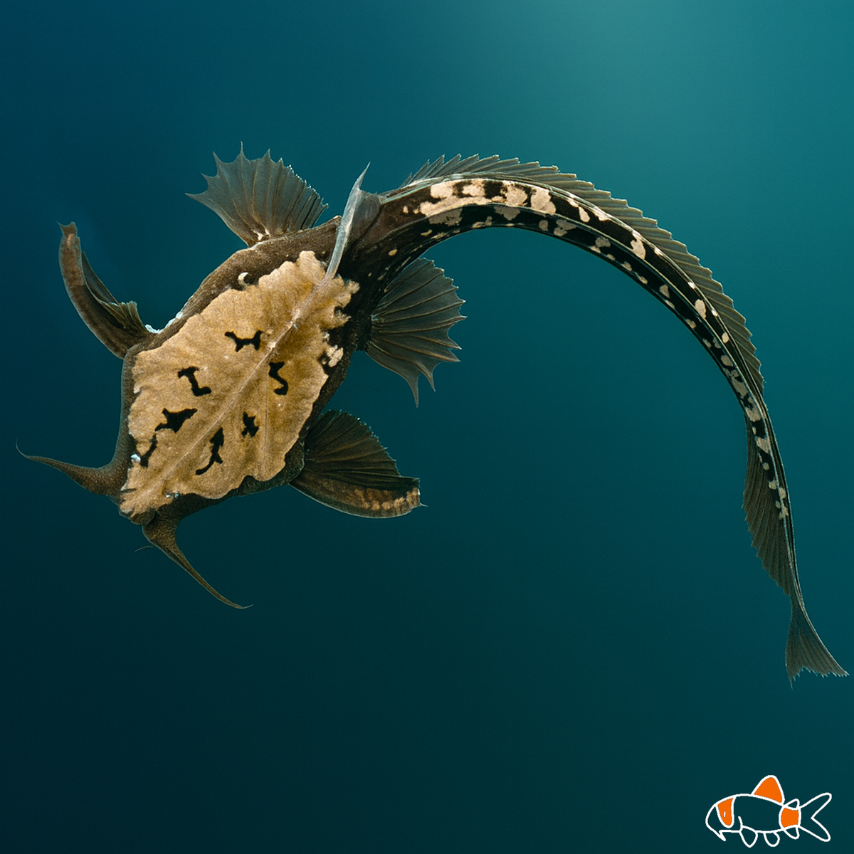 Banjo Catfish (Bunocephalus Coracoideus) | Bay Aquatics | Tauranga ...