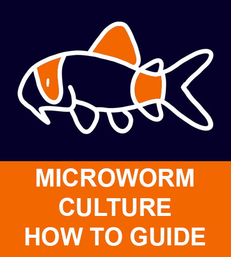 FREE Digital How to Guide - Microworm Culture | Bay Aquatics | Tauranga ...