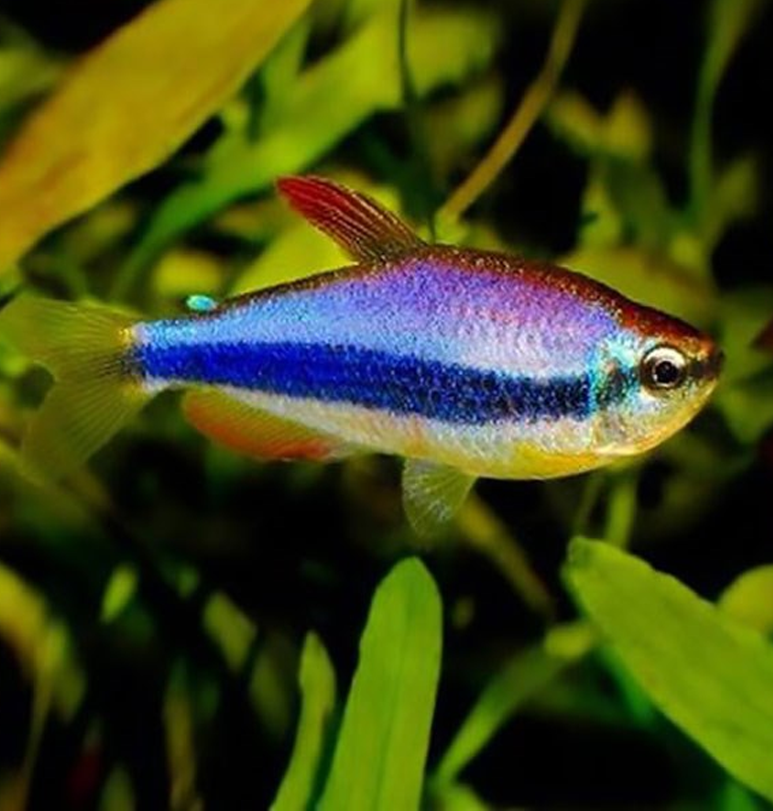 Blue Emperor Tetra | Bay Aquatics | Tauranga | New Zealand