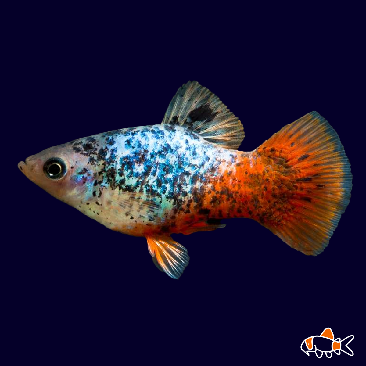 Blue Mountain Calico Platy | Bay Aquatics | Tauranga | New Zealand