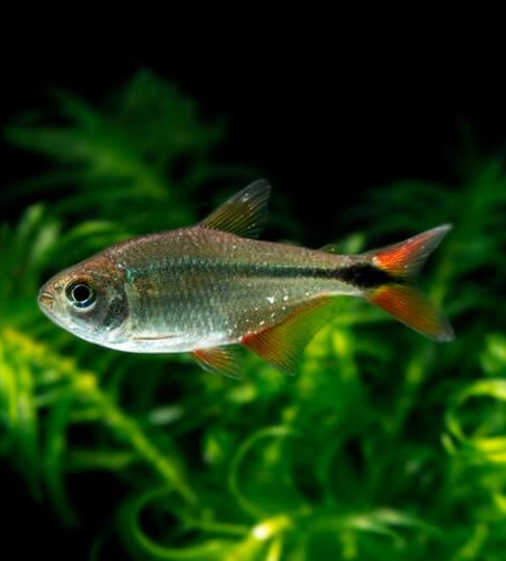Tetras | Bay Aquatics | Tauranga | New Zealand