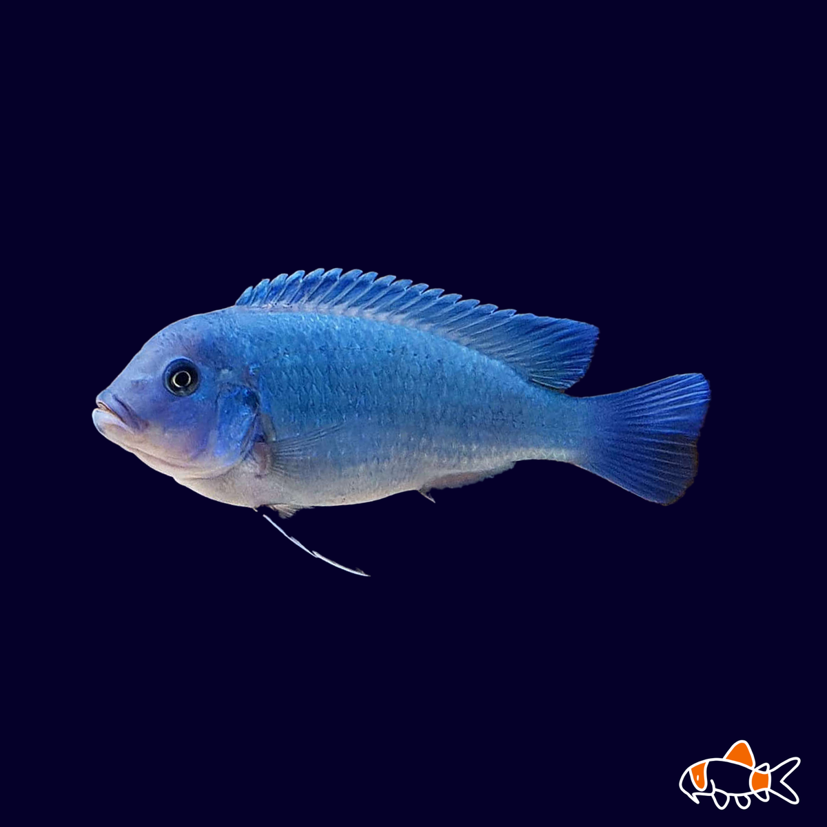 Cobalt Blue Zebra Cichlid | Bay Aquatics | Tauranga | New Zealand