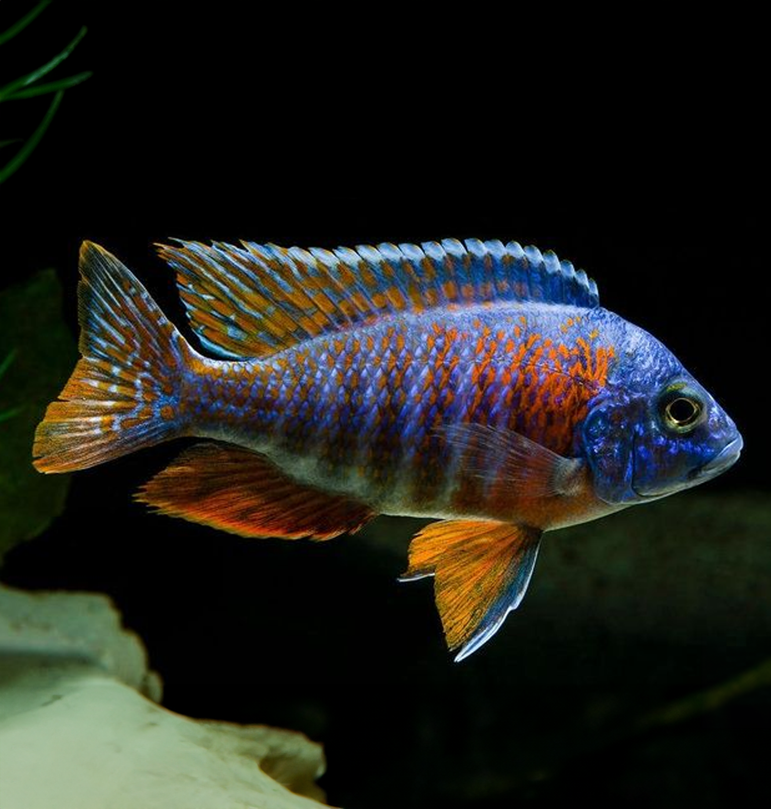 German Red Cichlid | Bay Aquatics | Tauranga | New Zealand