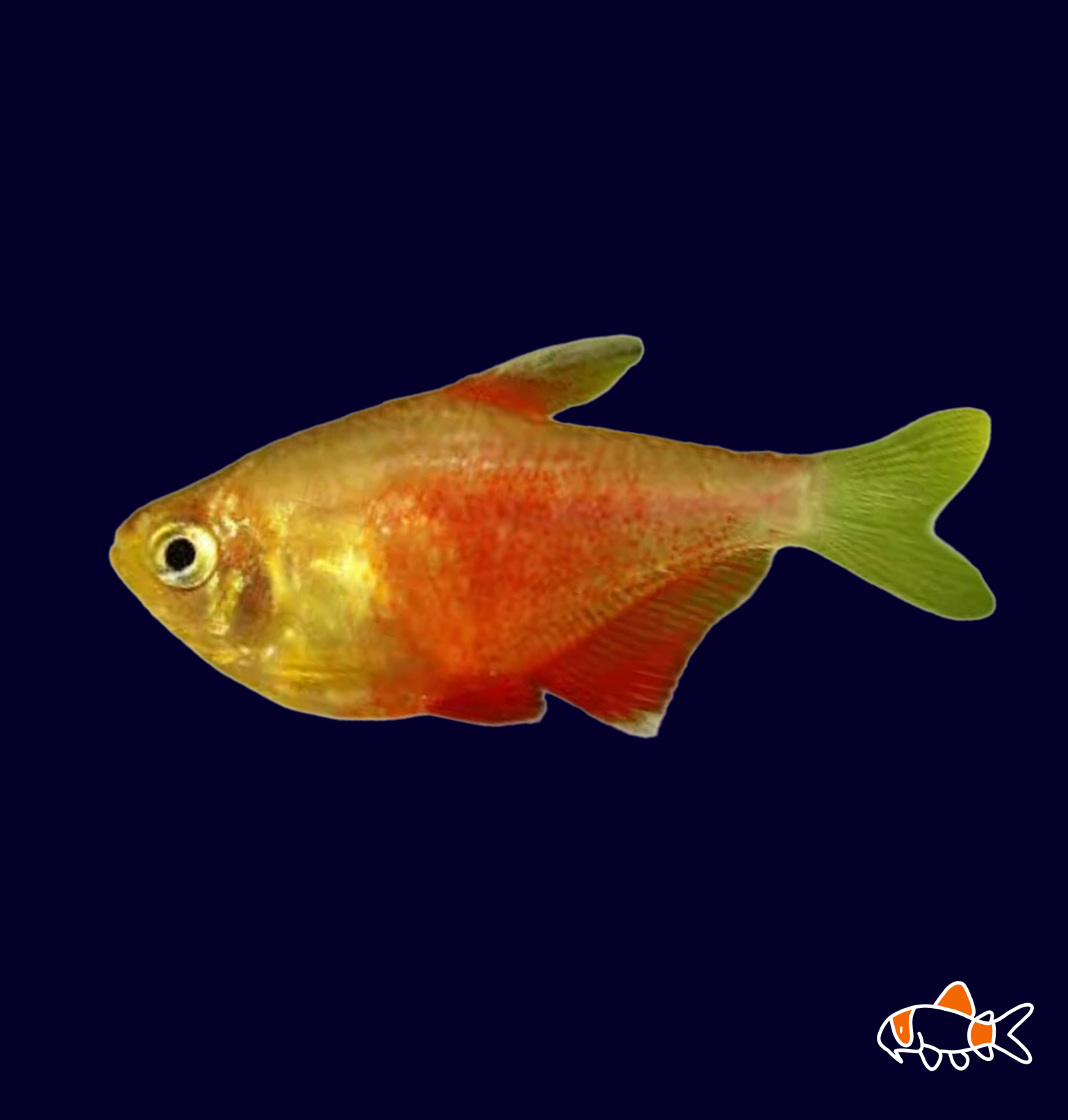 Orange Tetra Fish