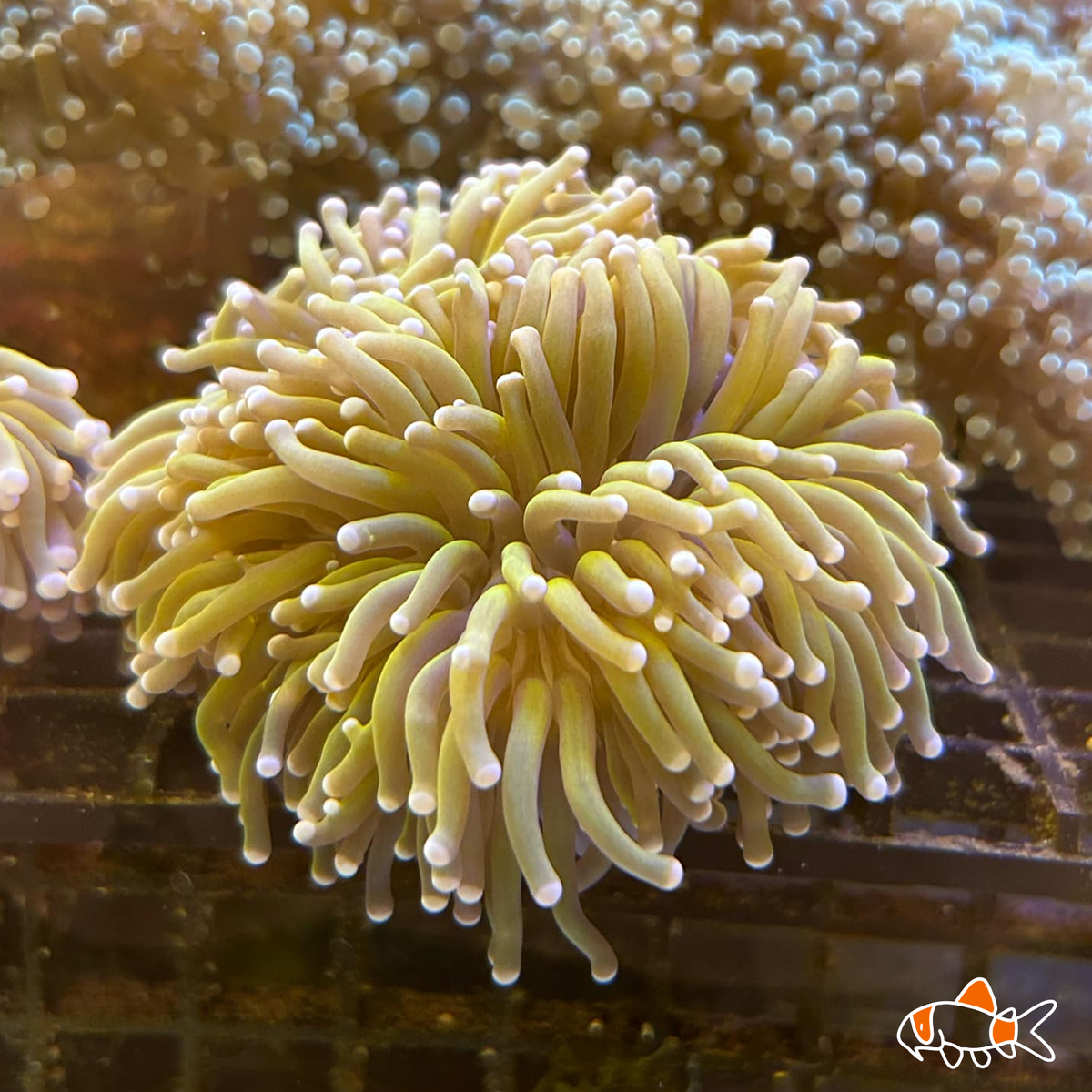 Gold Torch Coral | Bay Aquatics | Tauranga | New Zealand