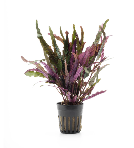 Red Sawtooth | Bay Aquatics | Tauranga | New Zealand