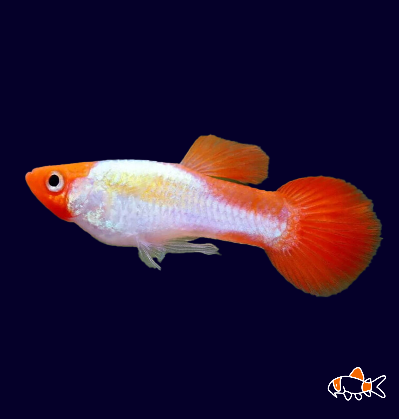 Kohaku koi Guppy (Poecilia reticulata) | Bay Aquatics | Tauranga | New ...