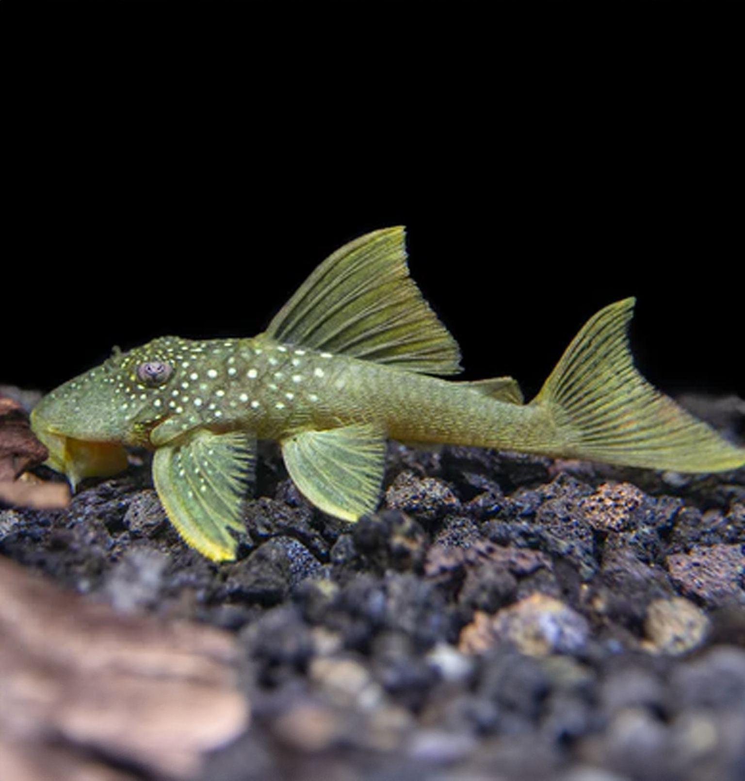 L200 Green Phantom Pleco (Hemiancistrus subviridis) | Bay Aquatics ...