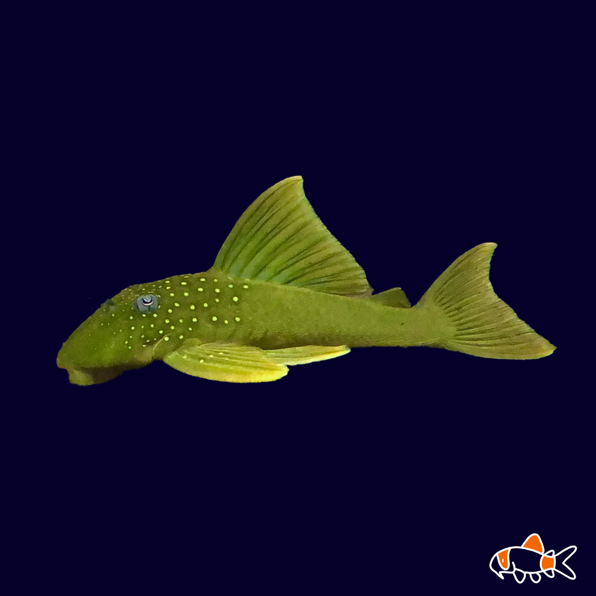 L200 Green Phantom Pleco | Bay Aquatics | Tauranga | New Zealand