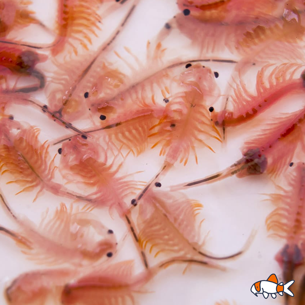 Live Adult Brine Shrimp | Bay Aquatics | Tauranga | New Zealand