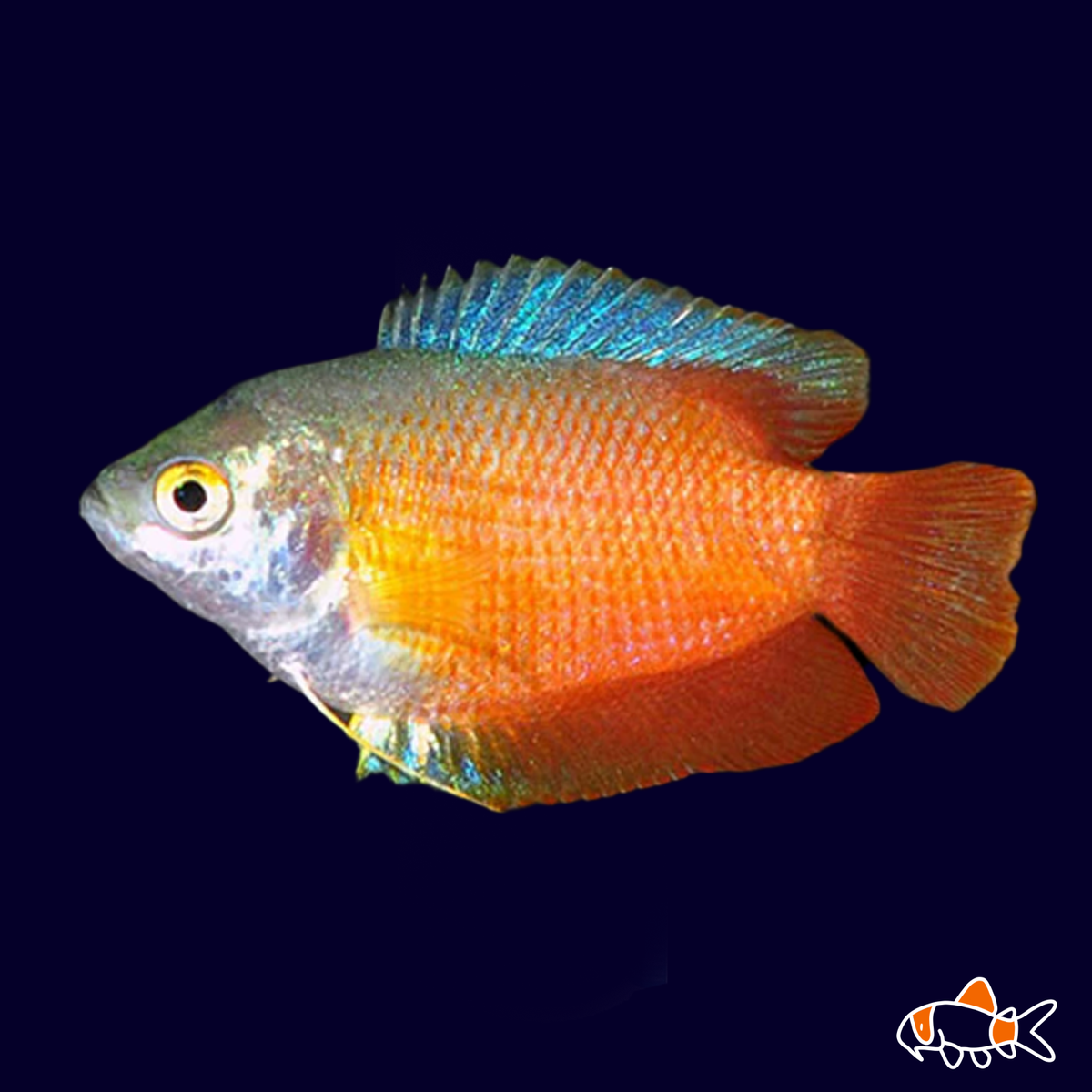 Orange Dwarf Gourami | Bay Aquatics | Tauranga | New Zealand