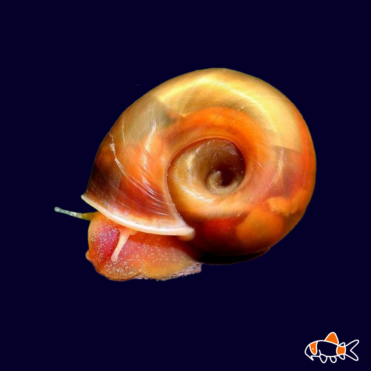 Ramshorn Snail | Bay Aquatics | Tauranga | New Zealand
