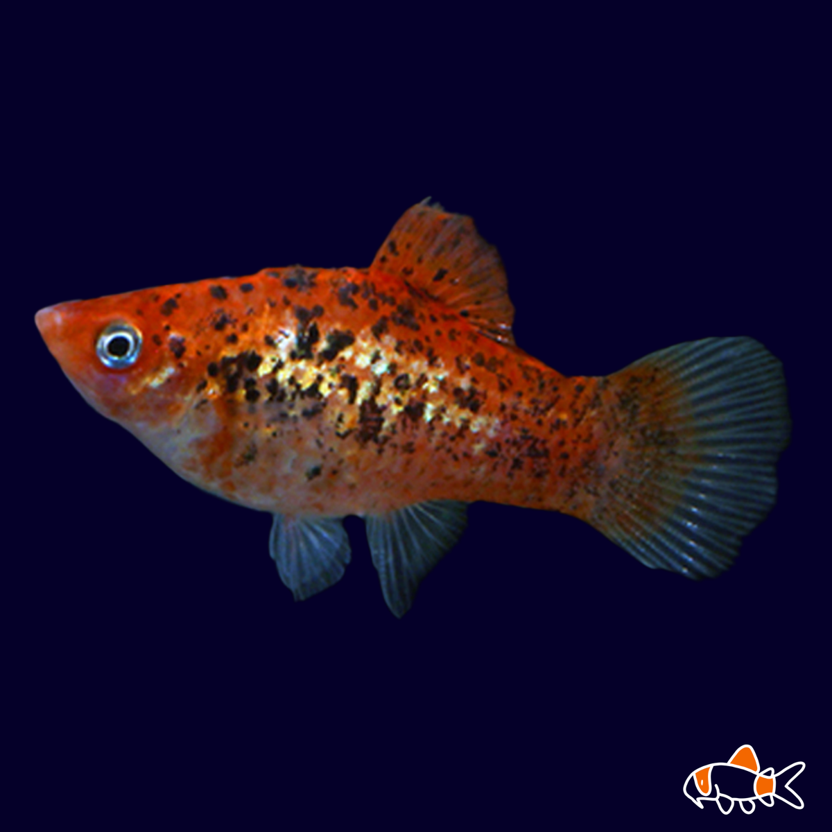 Red Calico Platy | Bay Aquatics | Tauranga | New Zealand