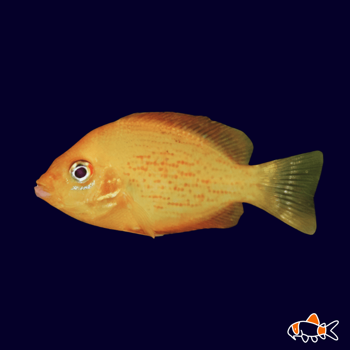 Red / Orange Chromide Cichlid | Bay Aquatics | Tauranga | New Zealand