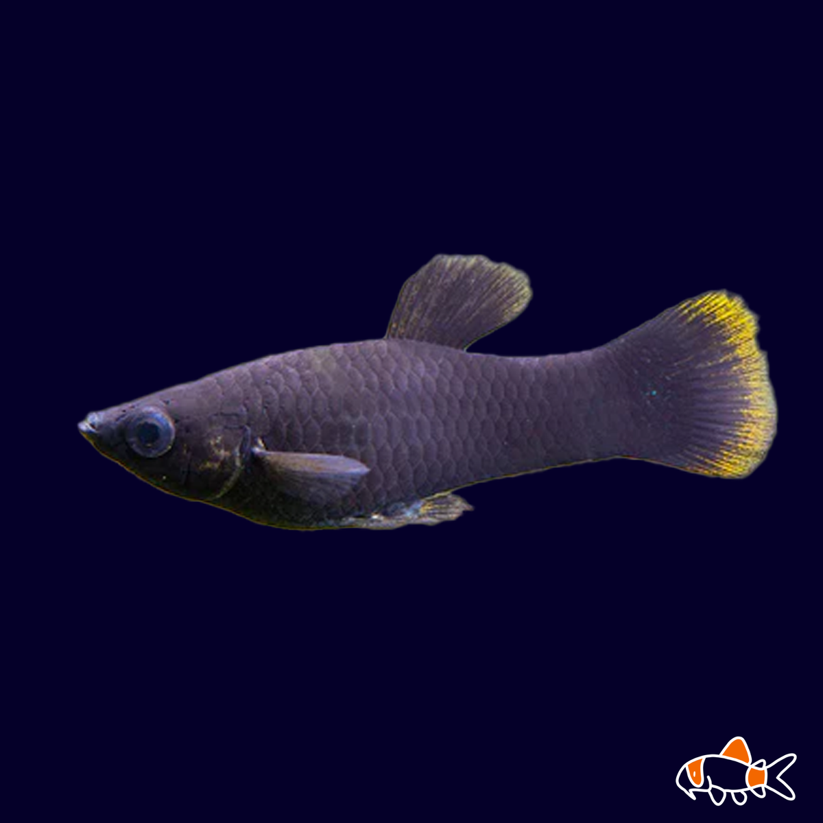 Red Tail Black Molly | Bay Aquatics | Tauranga | New Zealand