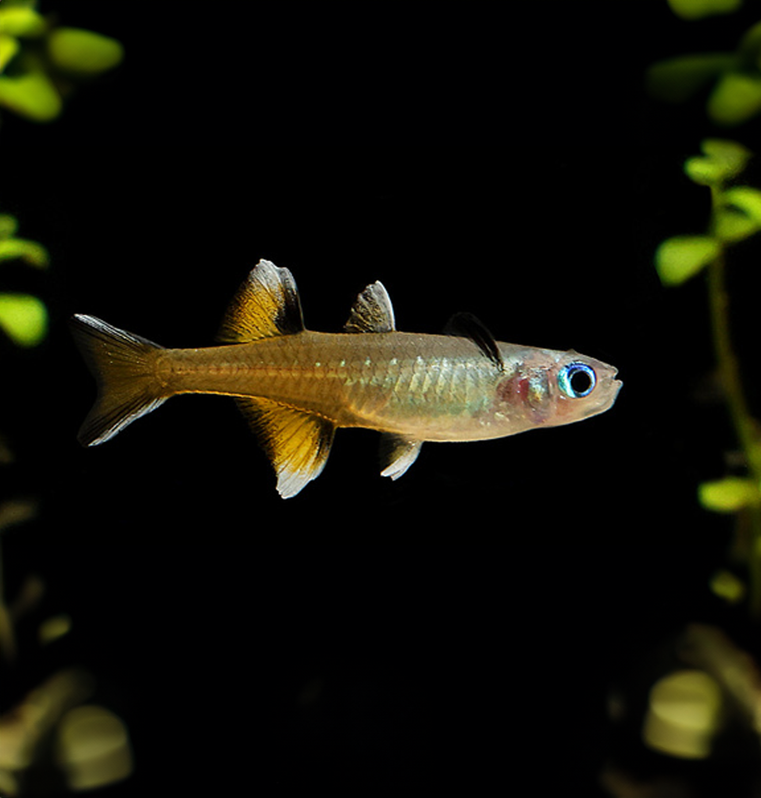 Signifier Blue Eye Rainbow | Bay Aquatics | Tauranga | New Zealand