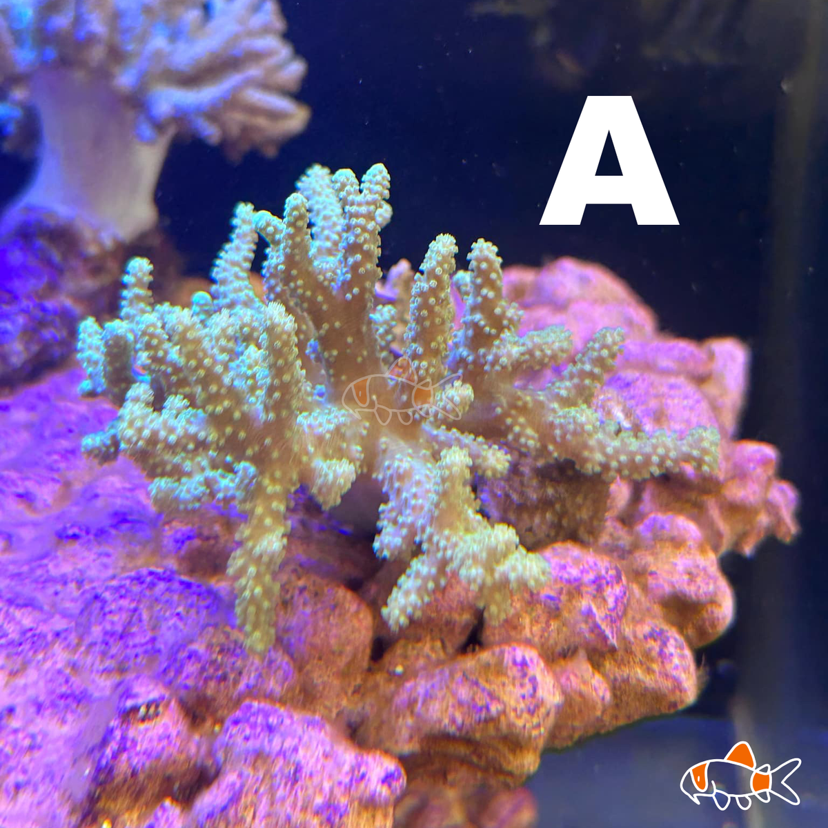 Sinularia Leather Green | Bay Aquatics | Tauranga | New Zealand