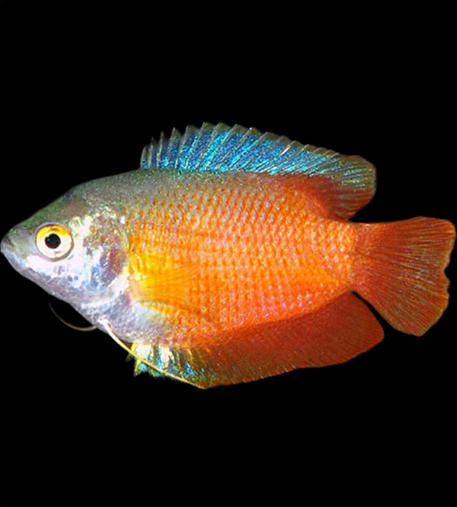 Sunset Dwarf Gourami | Bay Aquatics | Tauranga | New Zealand