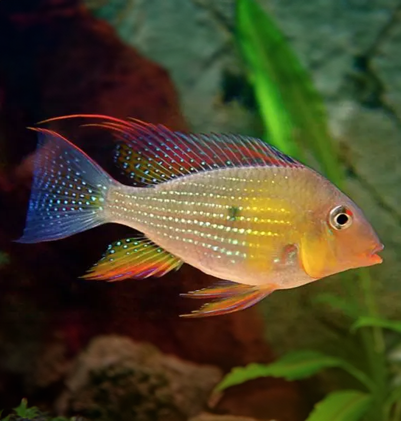 Threadfin Acara | Bay Aquatics | Tauranga | New Zealand