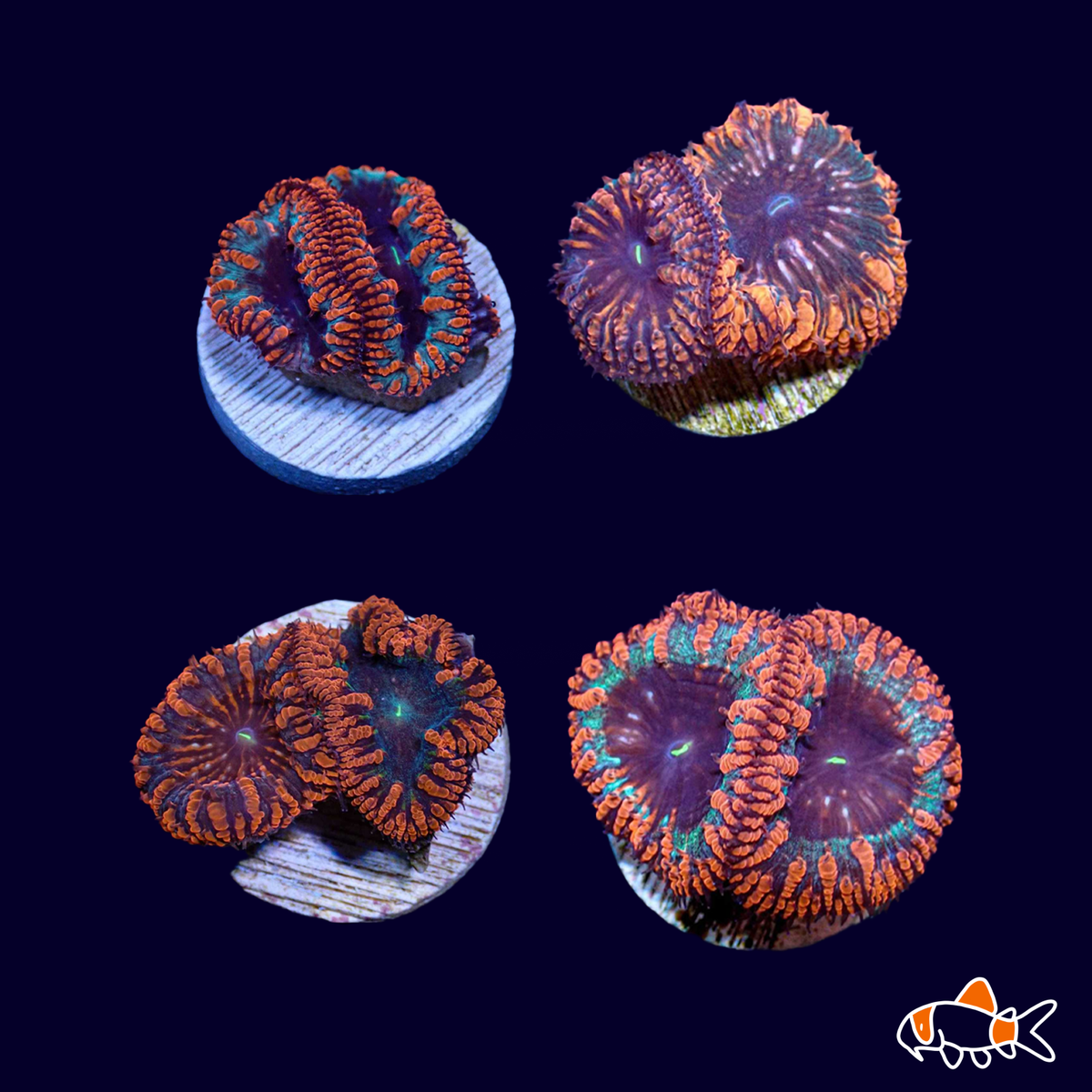 Blastomussa Wellsi Ultra Giant Polyp | Bay Aquatics | Tauranga | New ...