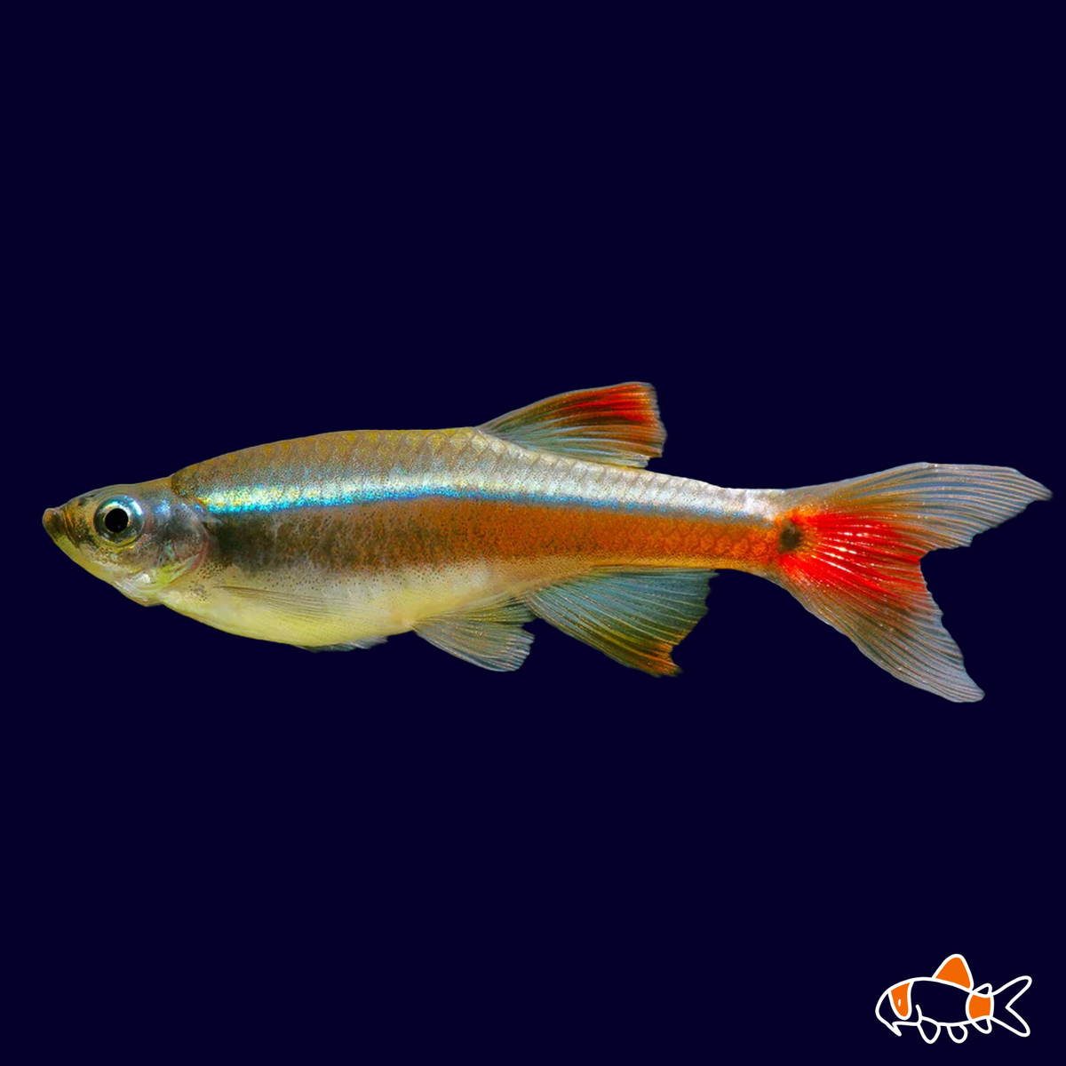 White Cloud Minnow | Bay Aquatics | Tauranga | New Zealand