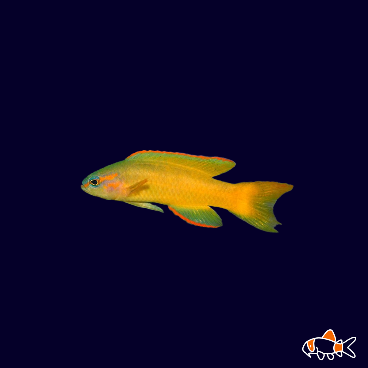 Yellow Assessor | Bay Aquatics | Tauranga | New Zealand