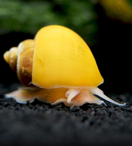 Golden Apple Snail | Bay Aquatics | Tauranga | New Zealand