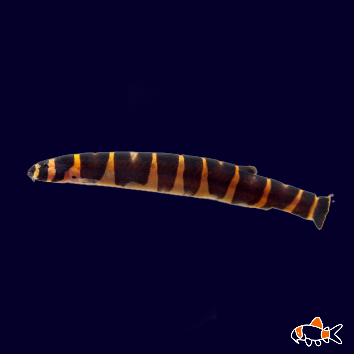Banded Kuhli Loach | Bay Aquatics | Tauranga | New Zealand