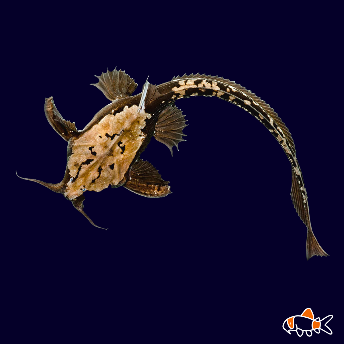 Banjo Catfish (Bunocephalus Coracoideus) | Bay Aquatics | Tauranga ...