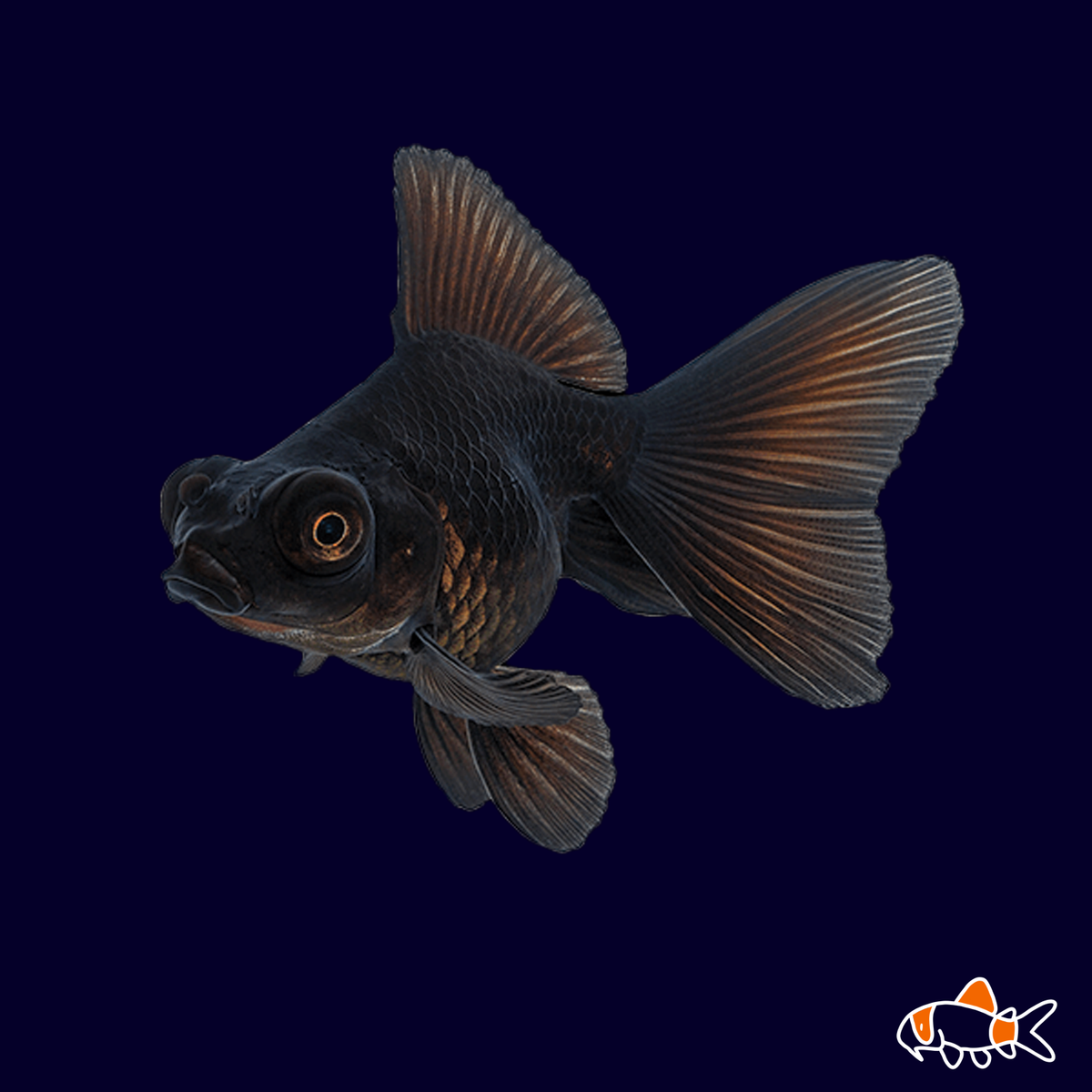 Black Moor Goldfish | Bay Aquatics | Tauranga | New Zealand