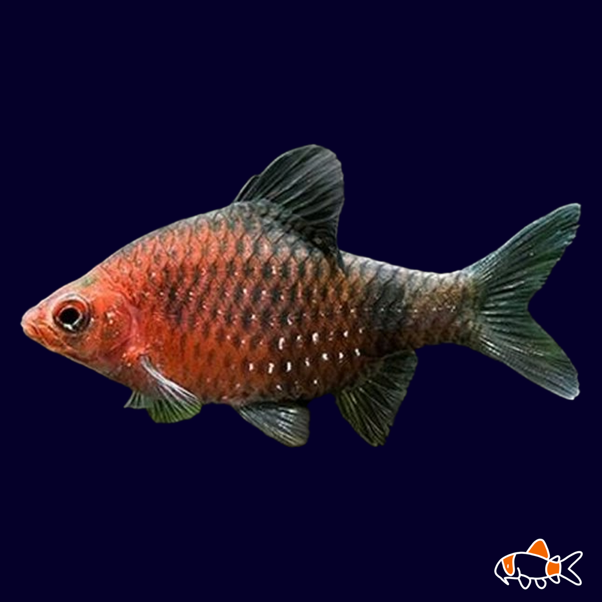 Black Ruby Barb (Pethia nigrofasciata) | Bay Aquatics | Tauranga | New ...