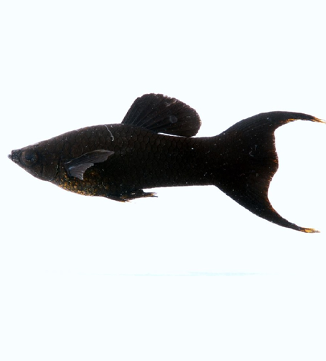 Lyretail Black Molly | Bay Aquatics | Tauranga | New Zealand