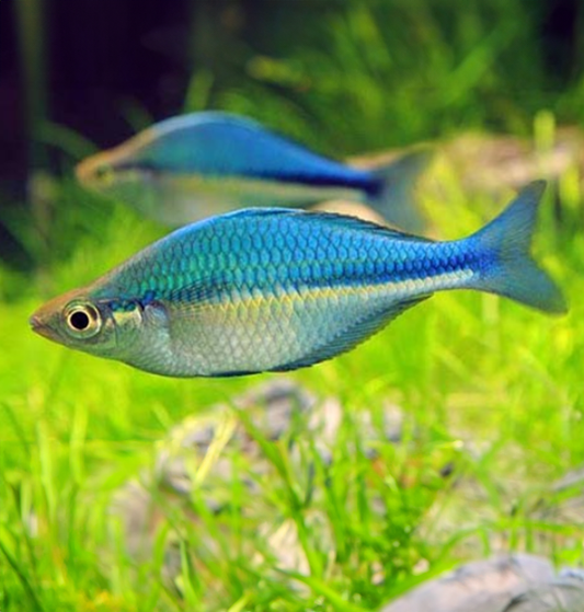 All Live Fish | Bay Aquatics | Tauranga | New Zealand