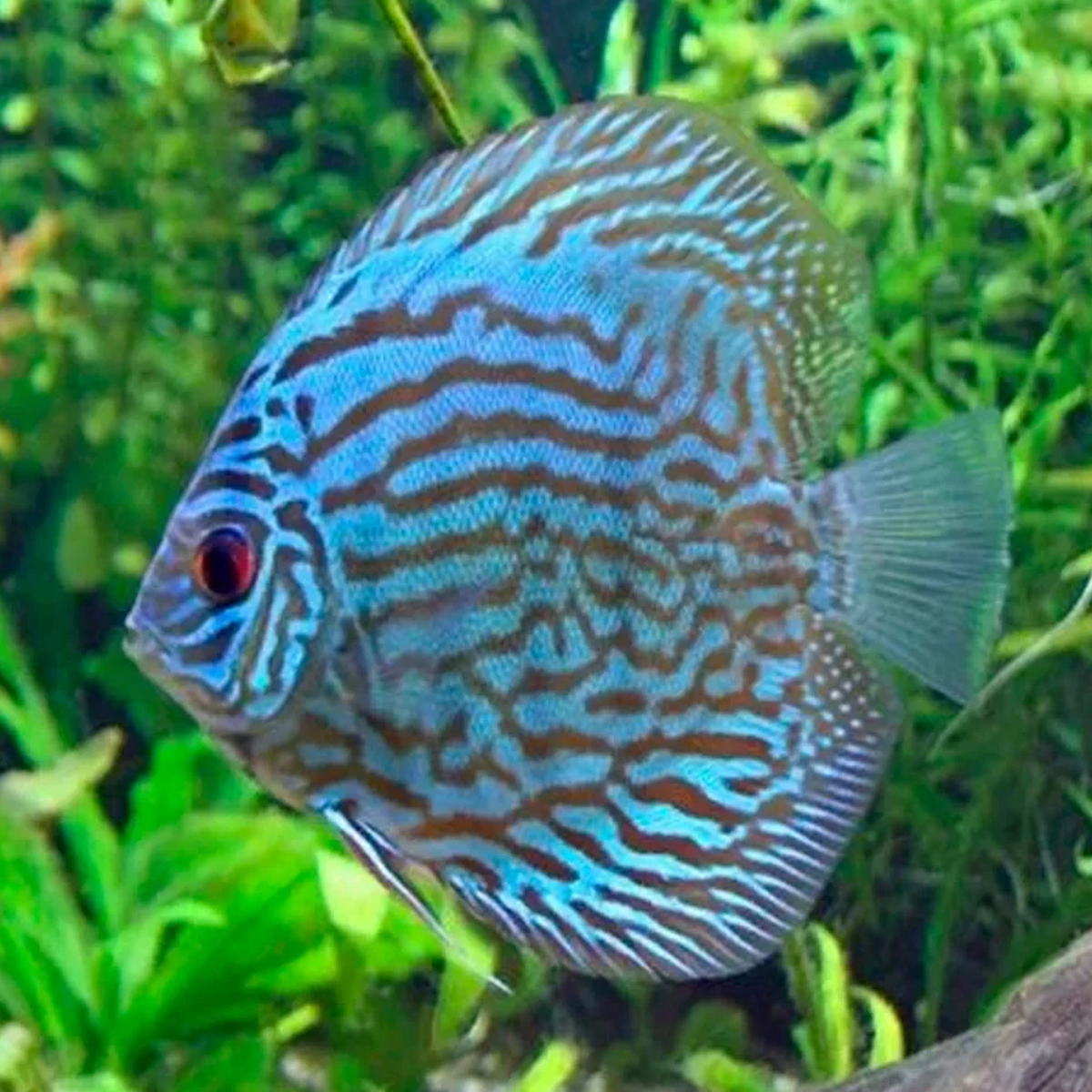Red Melon Discus (Symphysodon aequifasciatus) | Bay Aquatics | Tauranga ...