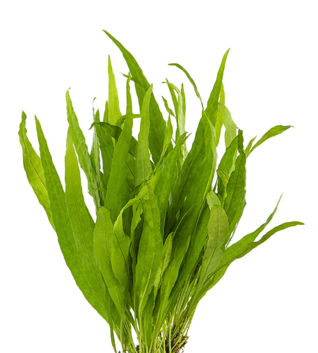 Broad leaf Java Fern | Bay Aquatics | Tauranga | New Zealand