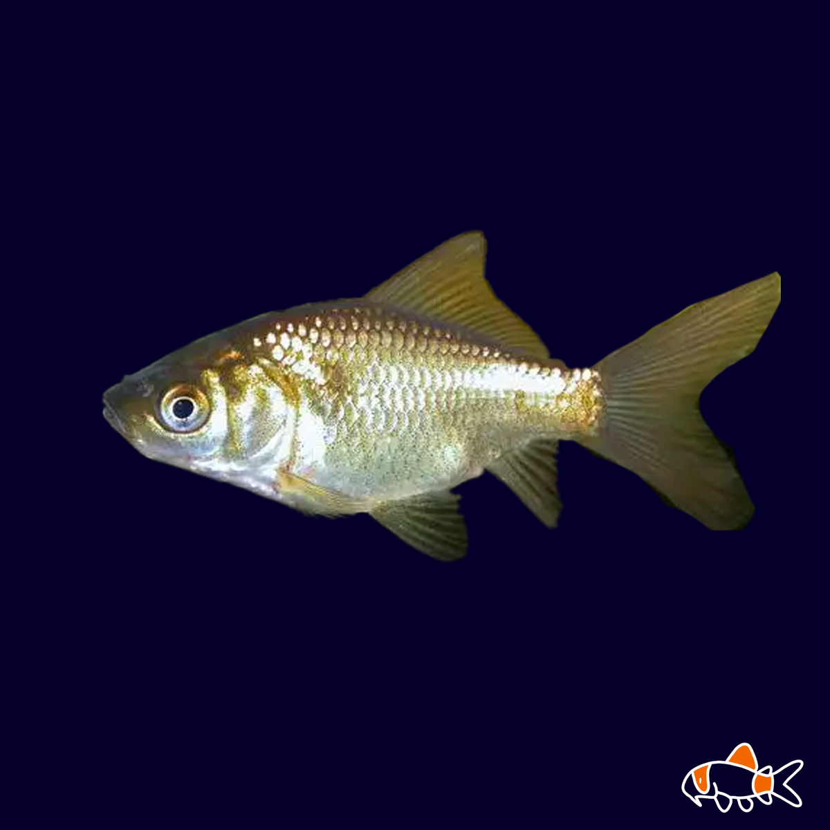 Bronze Shubunkin Goldfish | Bay Aquatics | Tauranga | New Zealand