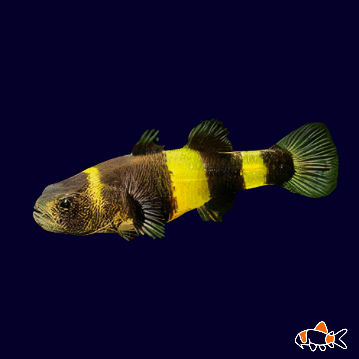 Bumble Bee Goby | Bay Aquatics | Tauranga | New Zealand