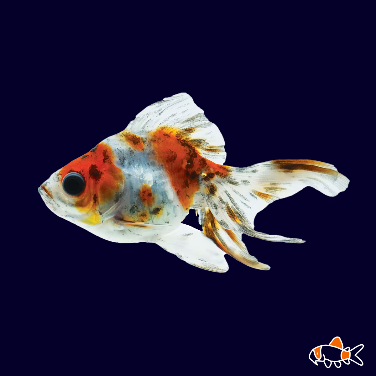 Calico Fantail Goldfish | Bay Aquatics | Tauranga | New Zealand