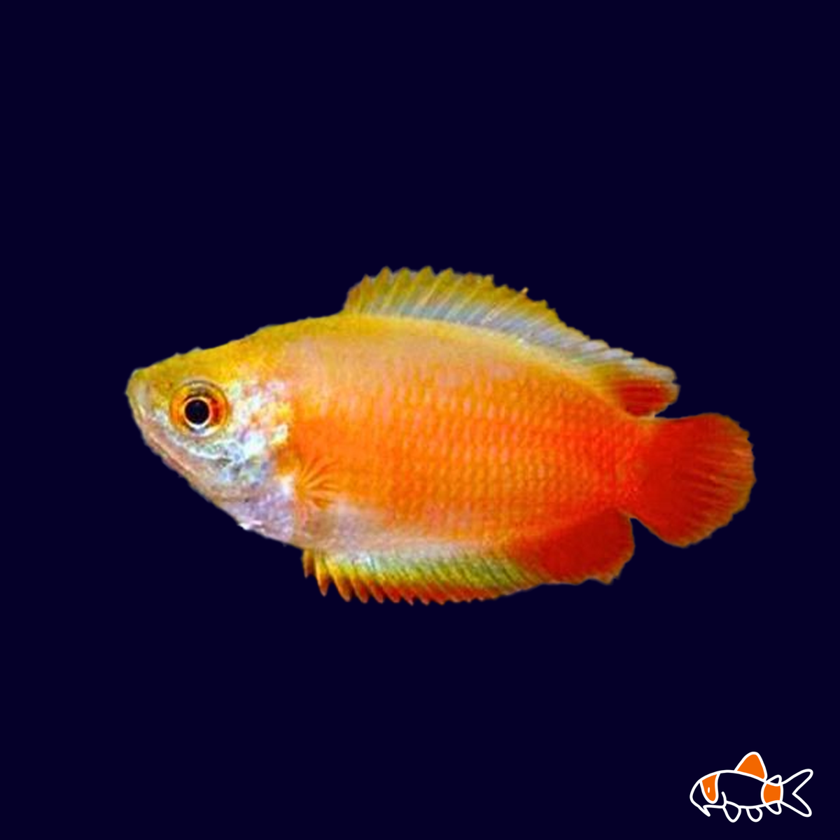 Fire Honey Dwarf Gourami | Bay Aquatics | Tauranga | New Zealand