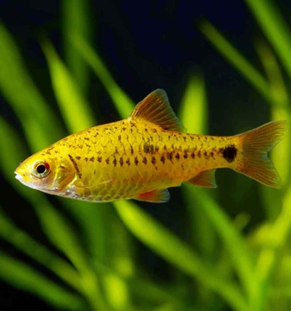 Neon Golden Barb | Bay Aquatics | Tauranga | New Zealand
