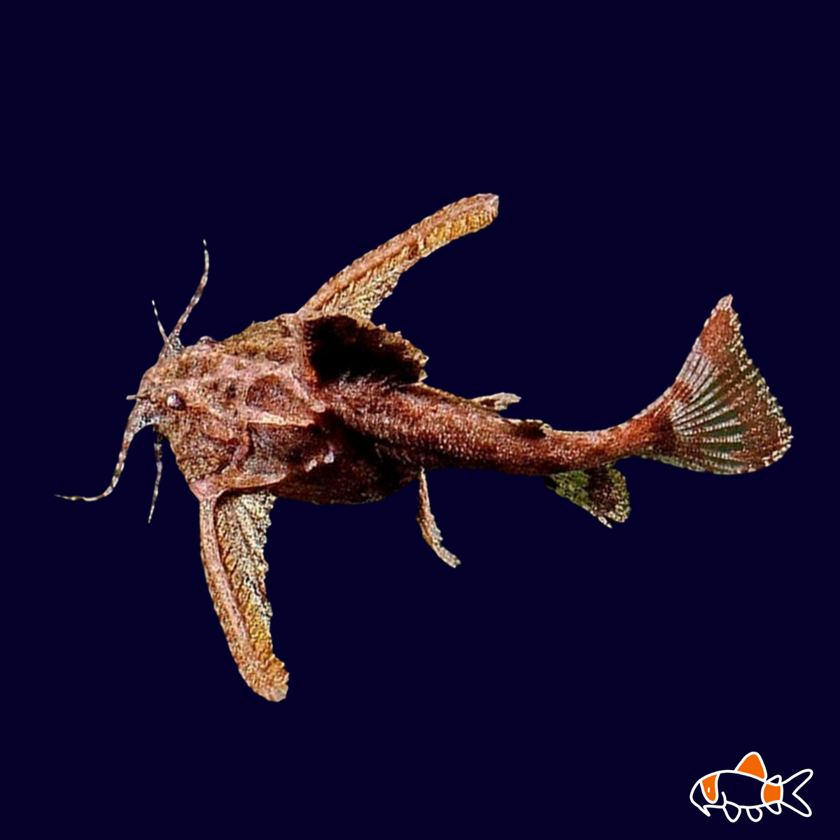 Hara Hara Catfish | Bay Aquatics | Tauranga | New Zealand