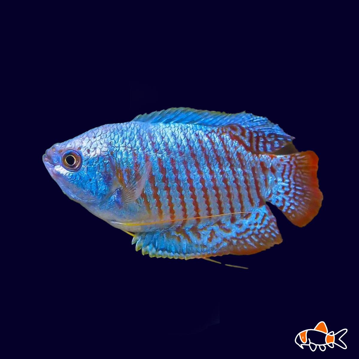 Neon Dwarf Gourami | Bay Aquatics | Tauranga | New Zealand