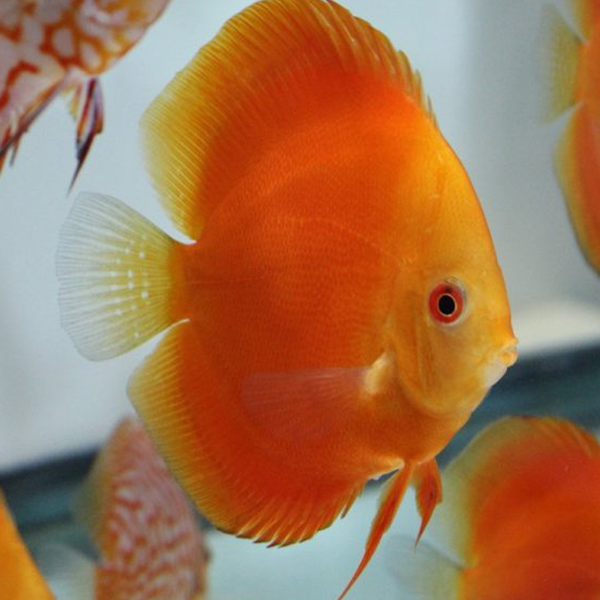 Red Melon Discus (Symphysodon aequifasciatus) | Bay Aquatics | Tauranga ...
