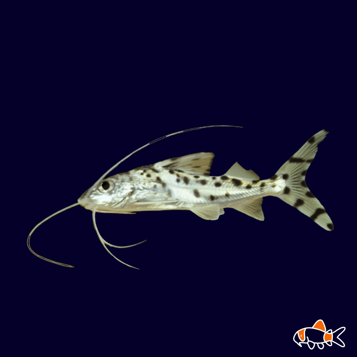 Pictus Catfish | Bay Aquatics | Tauranga | New Zealand