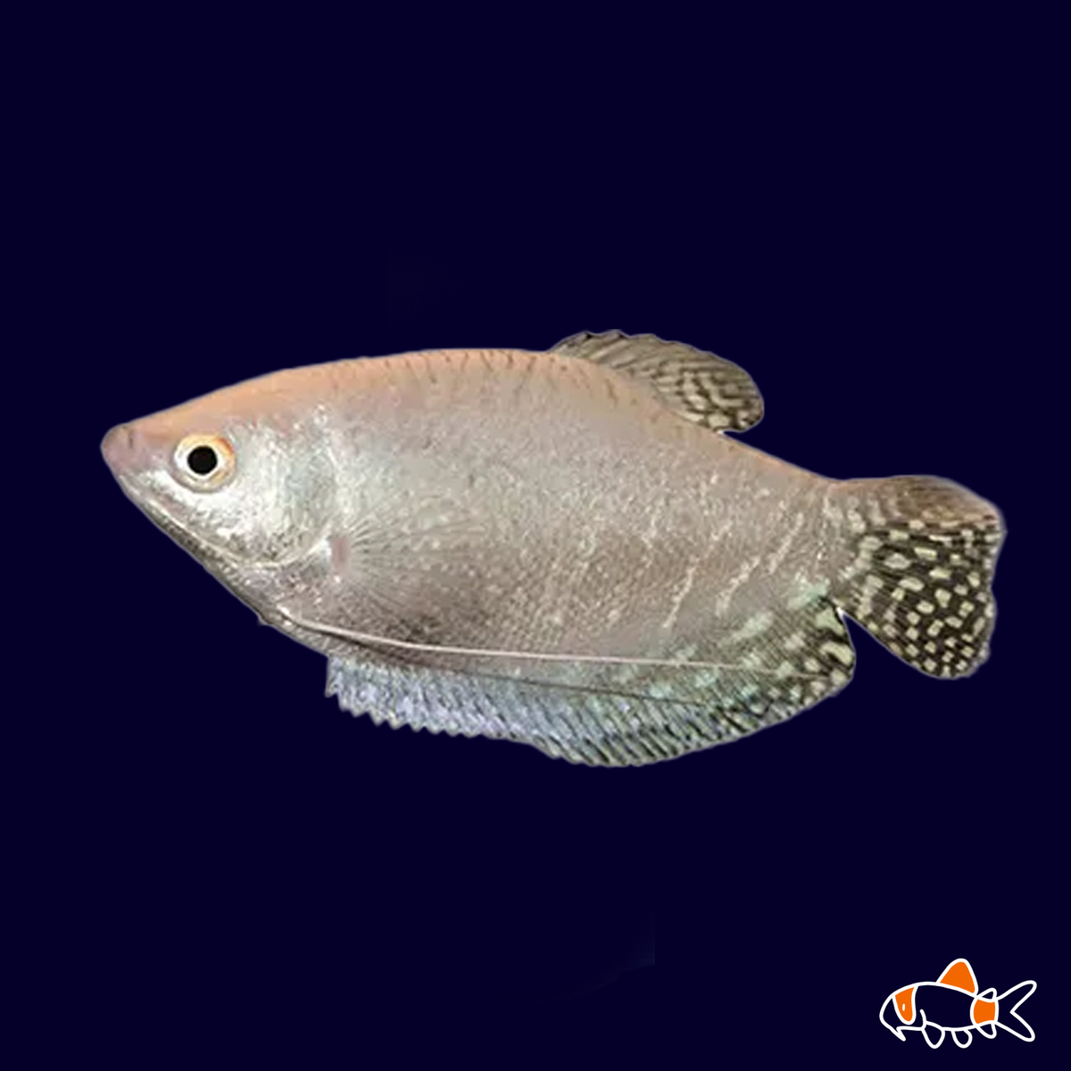 Platinum Gourami | Bay Aquatics | Tauranga | New Zealand