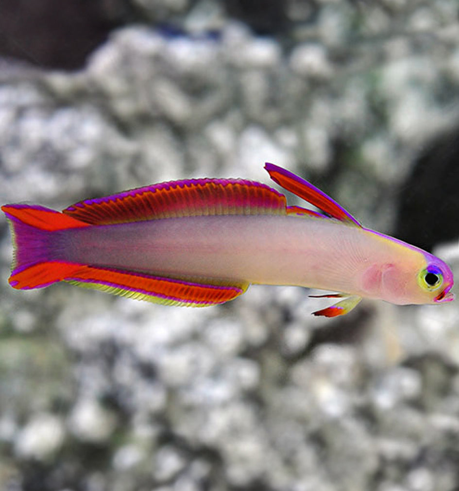 Purple Firefish | Bay Aquatics | Tauranga | New Zealand