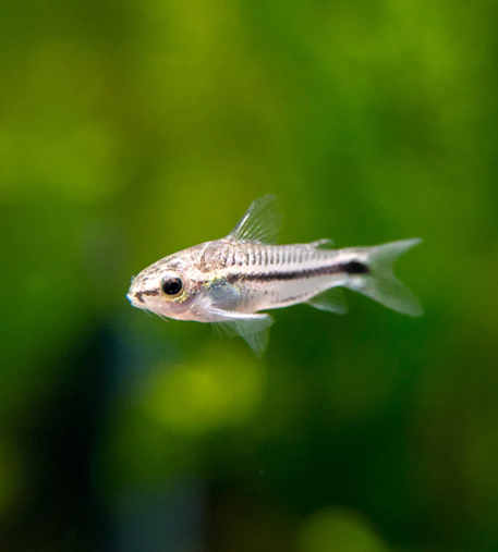 Pygmy Cory | Bay Aquatics | Tauranga | New Zealand
